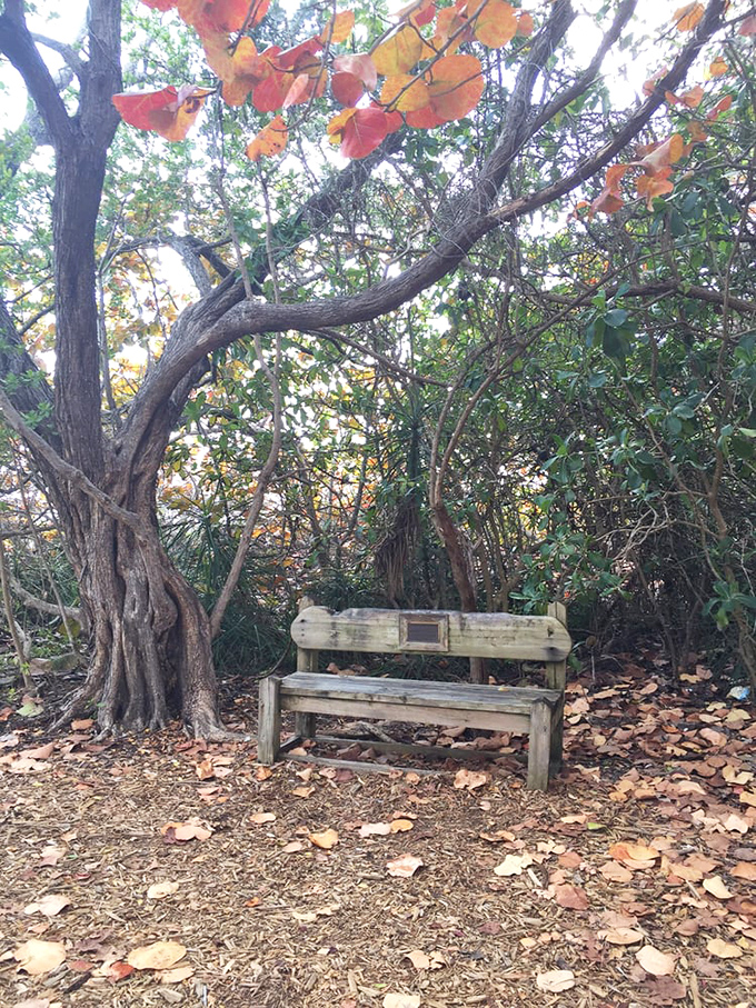 This weathered bench under sea grape trees offers a moment of quiet contemplation&mdash;nature's version of a meditation app.