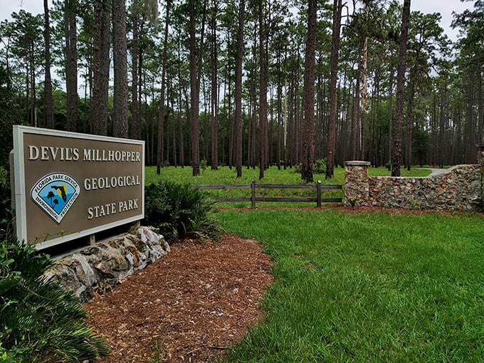 The park's entrance sign stands amid tall pines, welcoming visitors to this geological wonder that proves Florida has more depth than its reputation suggests.