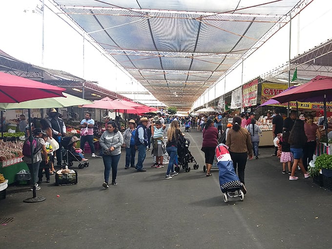 The market's main thoroughfare buzzes with weekend energy. Families navigate this gastronomic gauntlet where every few steps presents a new culinary temptation.