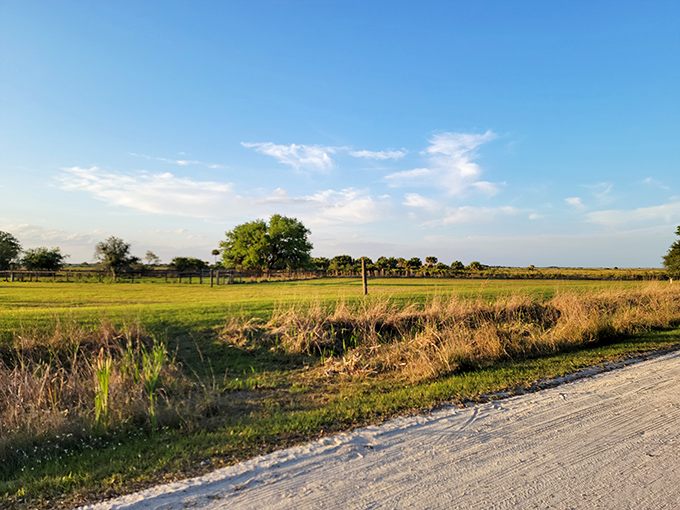 Golden hour transforms ordinary fields into extraordinary landscapes. When the light hits just right, even a fence post becomes worthy of a gallery exhibition.