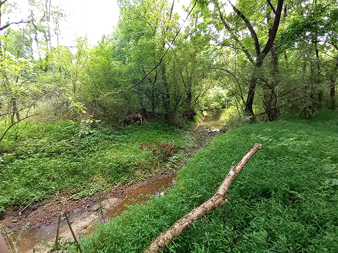 Hidden creeks meander through verdant woods, offering secret spots for contemplation&mdash;nature's therapy session without the hourly rate.