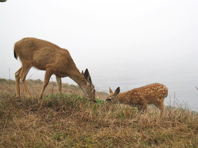 Even the wildlife appreciates the view at Point Reyes, where deer and fawn pause their grazing to contemplate the foggy coastline.