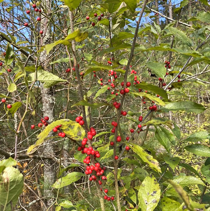 Winterberry holly dots the forest with brilliant red, nature's own holiday decorations that brighten even the grayest Pennsylvania day.