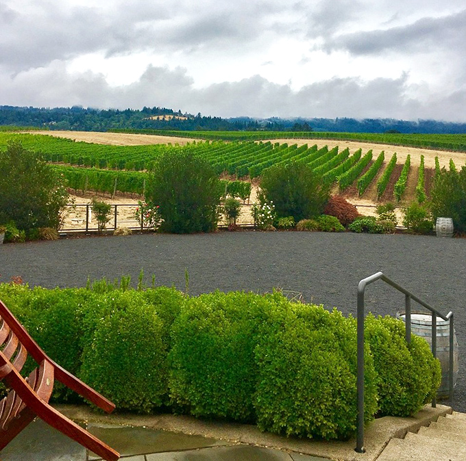 Dramatic sky creates perfect backdrop for vineyard rows that stretch endlessly toward forested hills.