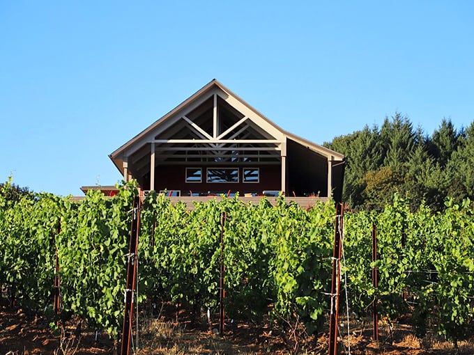 Modern winery nestled among vines offers intimate settings where every glass tells a story.