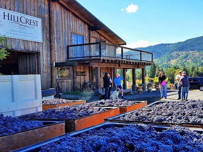 Harvest season brings purple-stained bins filled with grapes destined for your next favorite bottle.