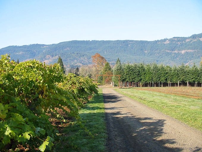 Country lane winds through vineyard rows toward distant mountains like Oregon's version of Napa.