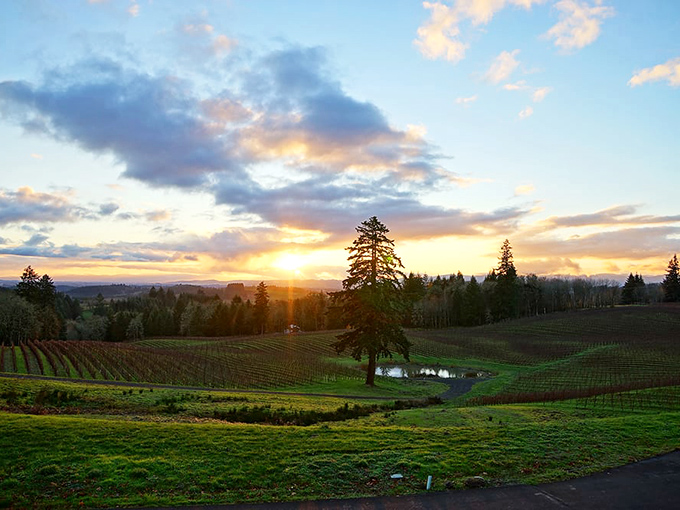 Golden sunset light transforms ordinary vineyard into magical landscape worthy of wine country postcards.