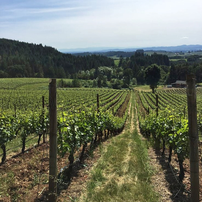 Forest-framed vineyard creates intimate growing conditions where grapes develop complex, nuanced flavors naturally.
