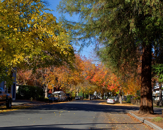 Tree-lined streets in Chico create the perfect backdrop for leisurely strolls and neighborhood charm.