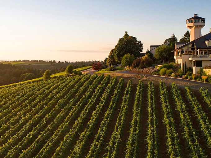 Golden hour magic transforms these vineyard rows into nature's own amphitheater of liquid dreams.