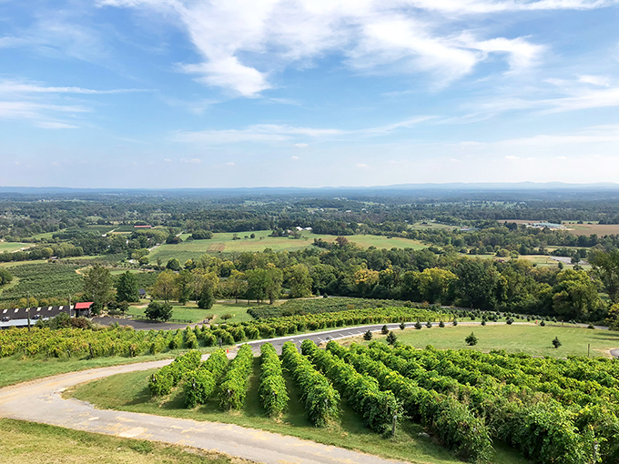 Those Blue Ridge Mountain views aren't just a backdrop &ndash; they're practically part of the tasting menu at Bluemont Vineyard.