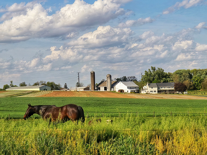 Here's where horses still do the heavy lifting, and every barn tells a story worth hearing.