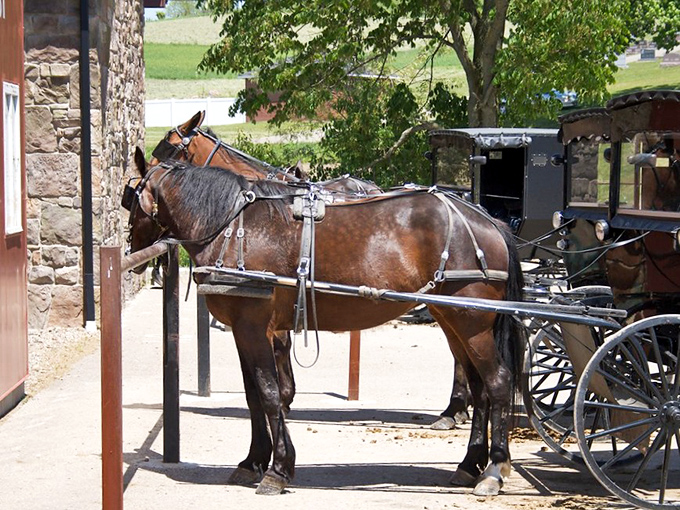 These gentle giants know the roads better than any GPS, clip-clopping through town with timeless grace.