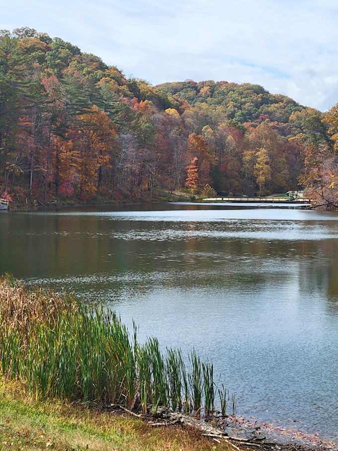 Autumn's paintbrush goes wild at Tar Hollow. Those fiery maples and golden oaks create a masterpiece that makes even professional photographers question their filter settings.