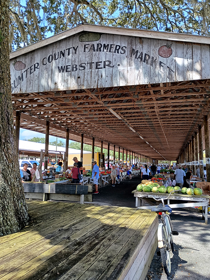 Under this weathered wooden canopy, the Sumter County Farmers Market transforms ordinary shopping into a quest for the extraordinary.