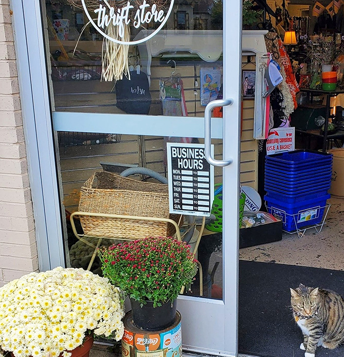 Step inside and you're greeted by a friendly feline doorkeeper, nature's most discerning thrift store quality inspector.