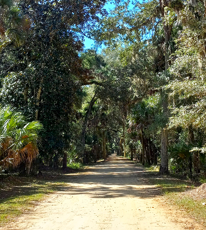 Mother Nature's cathedral awaits. Sunlight filters through Spanish moss-draped oaks, creating a dappled pathway that feels like walking through living history.