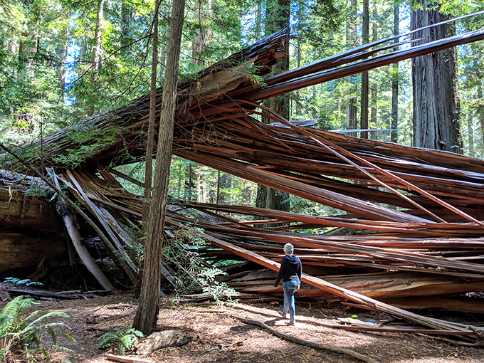 Mother Nature's humbling reminder of mortality. Even giants fall eventually, creating spectacular wooden sculptures only centuries can craft. 
