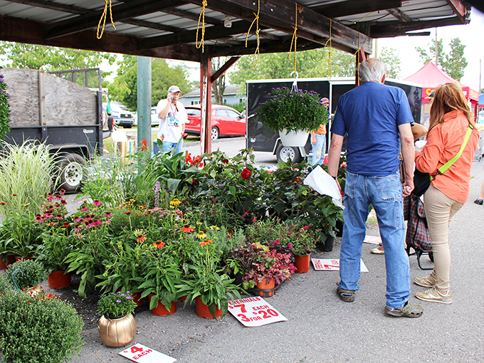 Nature's color palette on full display! These vibrant plants aren't just decorative&mdash;they're conversation starters between strangers who'll leave as gardening confidants.