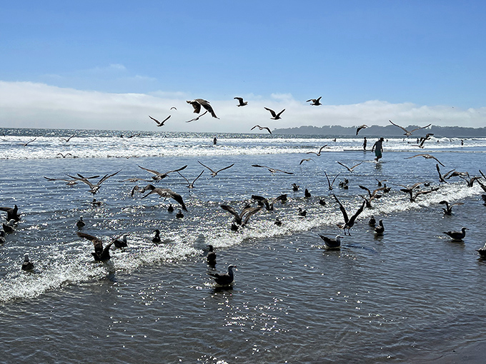 Nature's most enthusiastic performers, these gulls throw an impromptu beach party every day. No invitations required&mdash;just bring breadcrumbs and a sense of wonder.