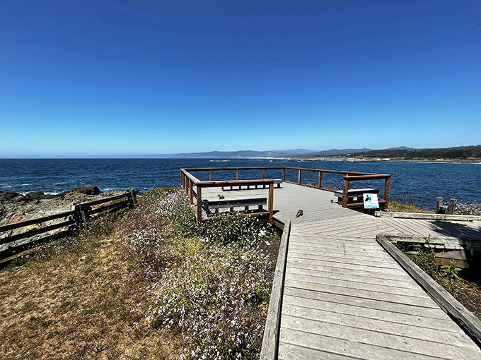MacKerricher's boardwalk stretches toward infinity, where seals sunbathe like retirees who've figured out life's secrets.