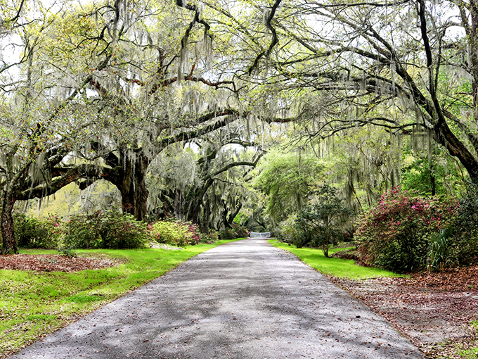 Ancient live oaks form a cathedral-like canopy along this path, their Spanish moss beards whispering secrets from centuries past.
