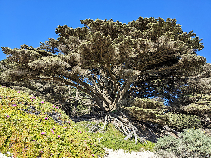 The wind-sculpted Monterey Cypress, nature's bonsai master, showcases California's remarkable ability to turn harsh conditions into art.