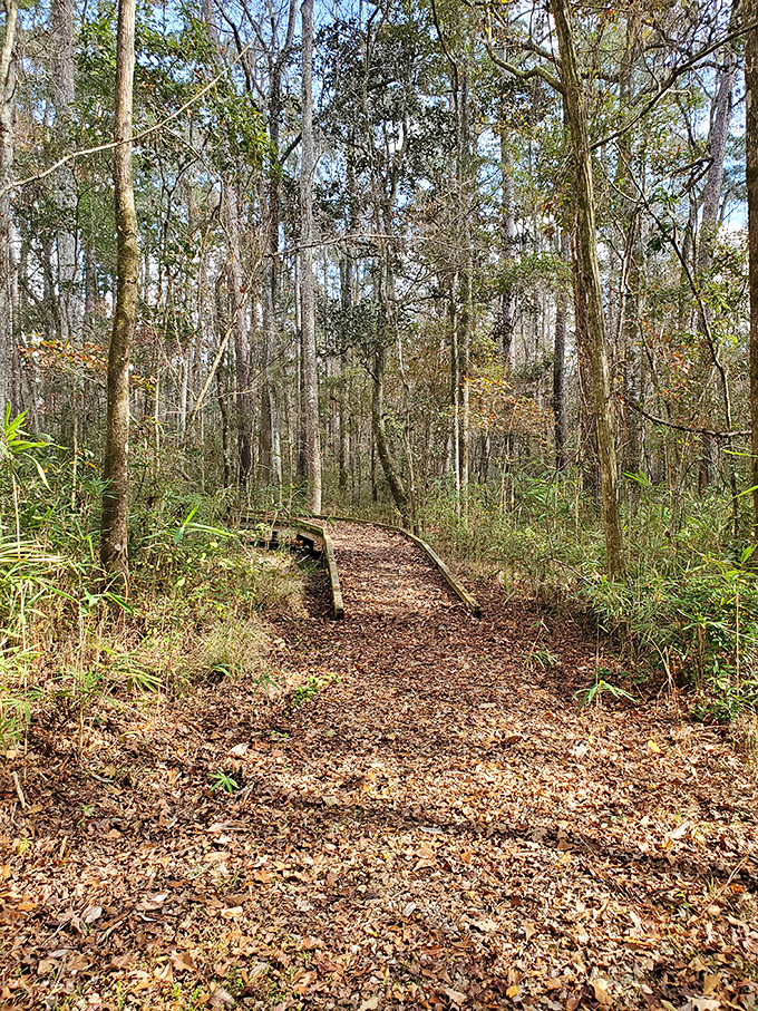 Nature's cathedral awaits just minutes from town. This leaf-strewn trail through Monticello Ecological Park invites contemplation with every step.