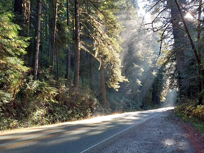 Sunbeams cutting through morning mist on Newton B. Drury Parkway &ndash; Mother Nature's own light show that puts Vegas displays to shame.