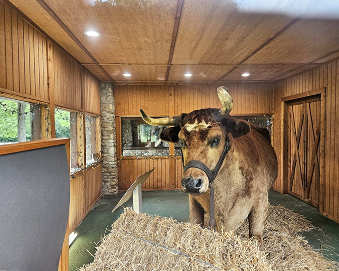 Old Ben, the bovine celebrity of Kokomo, eternally posing in his wood-paneled sanctuary. Those horns could double as coat racks for an entire elementary school.