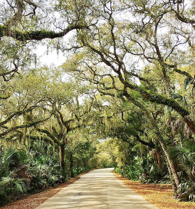The road less traveled becomes magical under this canopy of ancient oaks draped in Spanish moss &ndash; Florida's version of a royal welcome arch.