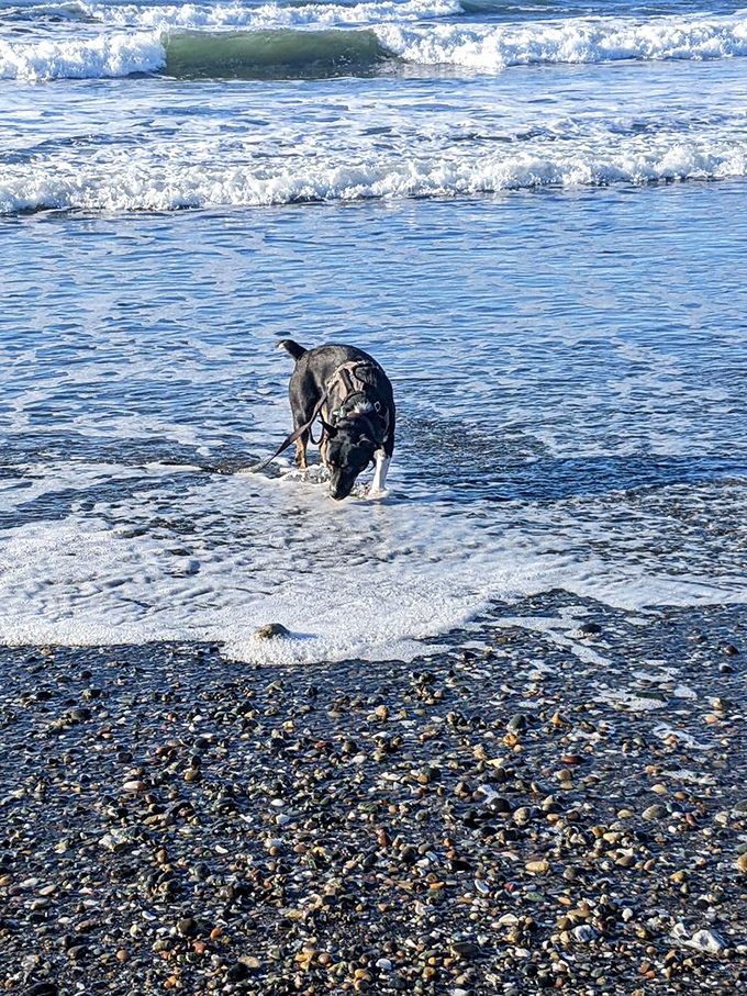 Four-legged beach critics have the toughest standards&mdash;this pup's giving the Pacific a solid 13/10 for splashability and stick-fetching potential.