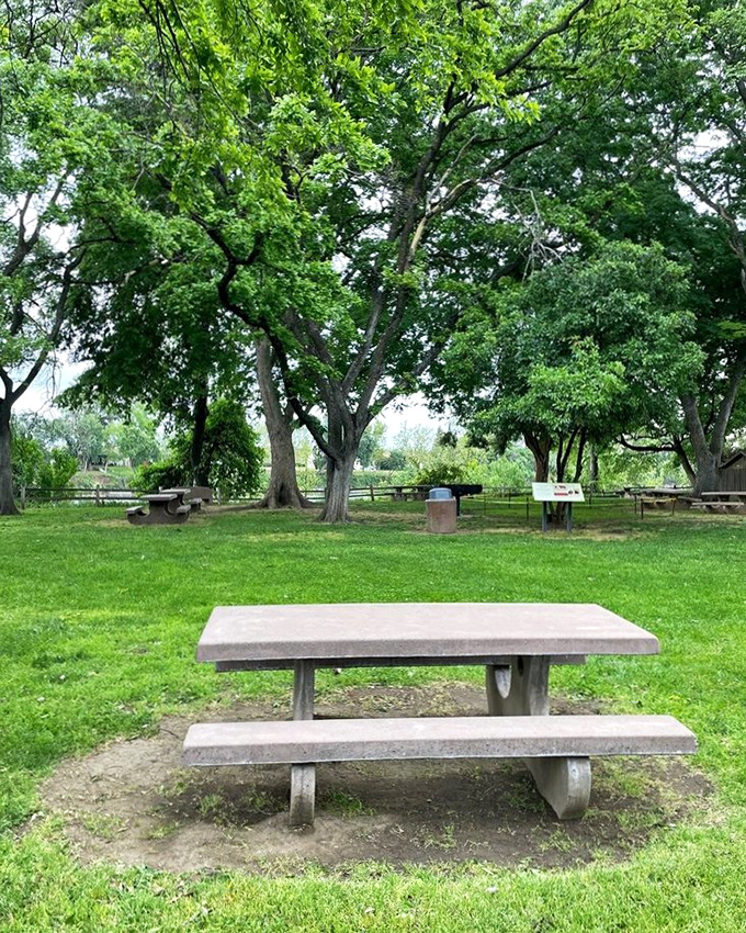 These ancient oaks have witnessed centuries of California history, providing shade for countless picnickers seeking refuge from the summer heat.