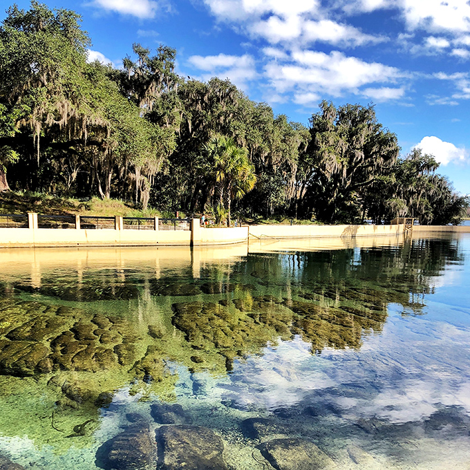 Spanish moss drapes like nature's curtains above waters so clear you can count fish from 20 feet away. Florida's original high-definition viewing experience.