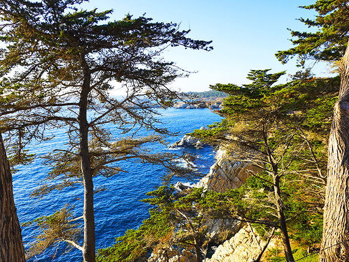 Ancient cypress sentinels stand guard over the Pacific, framing a view that's been stopping travelers mid-sentence for generations.