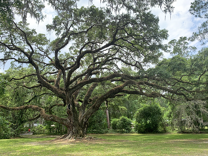Nature's masterpiece: this magnificent Southern Live Oak has witnessed centuries of Florida history. Its sprawling branches create a natural cathedral effect.