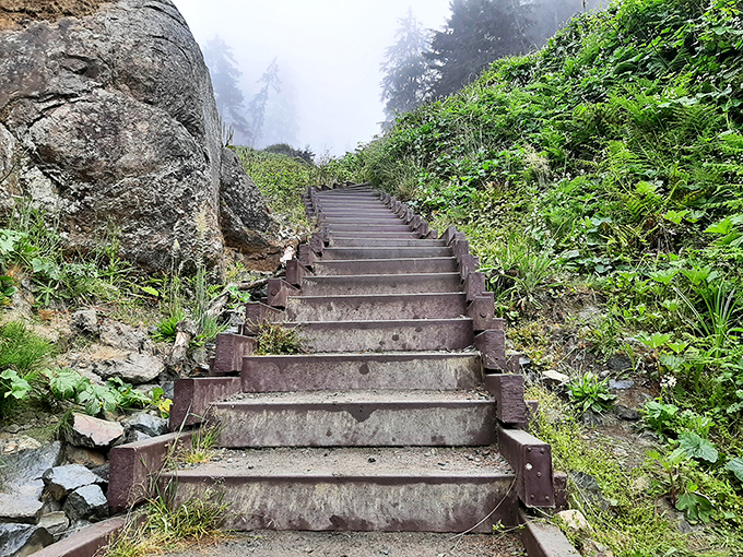 These fog-kissed stairs lead to views that'll make your fitness tracker forgive you for yesterday's couch marathon.