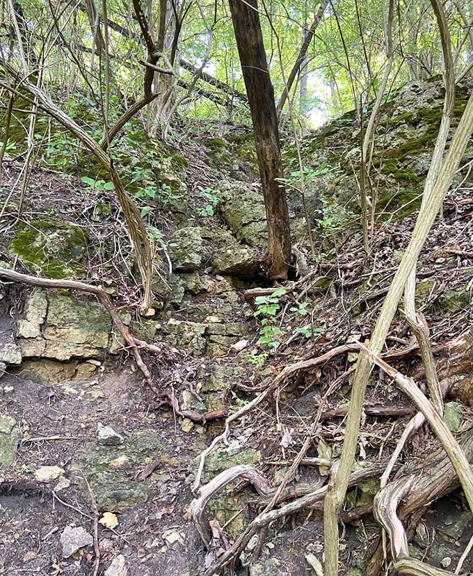 Nature's stairmaster awaits! This sun-dappled trail promises adventure with every step, where twisted roots and limestone outcroppings create a woodland obstacle course.