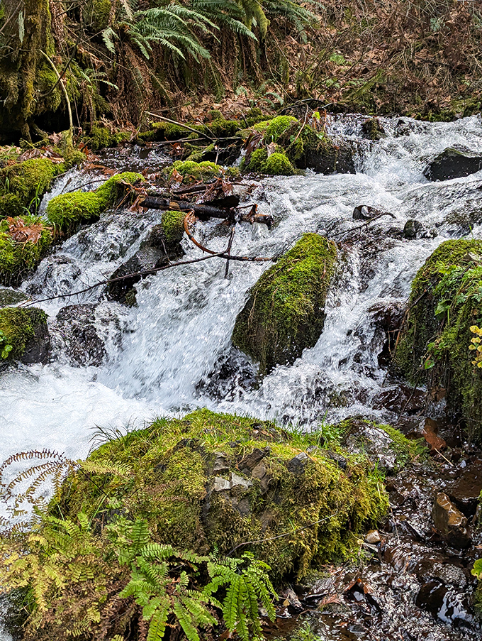 The journey continues beyond the main attraction. Wahkeena Creek tumbles over moss-covered rocks, proving the path less traveled has its own rewards.