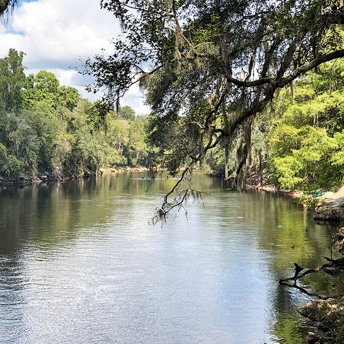 The legendary Suwannee River flows peacefully beneath Spanish moss-draped trees. This isn't just a waterway&mdash;it's Florida's liquid soul, offering tranquility you can't bottle but can certainly experience.