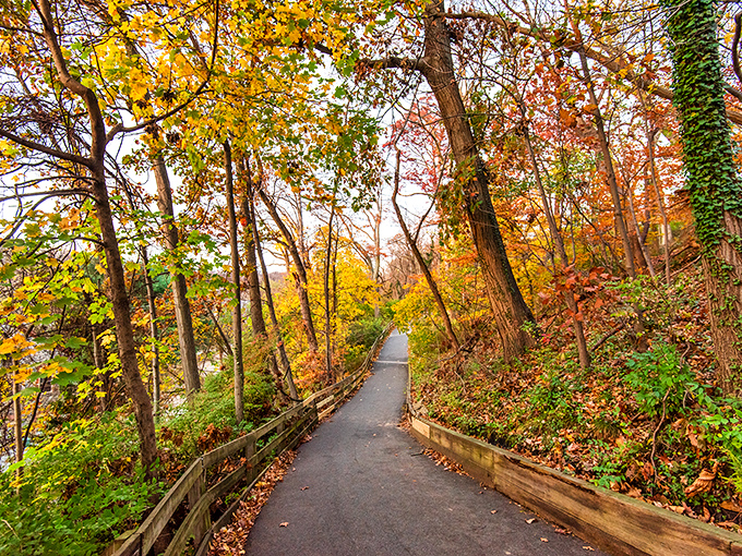 Fall's paintbrush transforms Alapocas Run into a golden gallery. This winding path proves Delaware has autumn swagger that rivals New England.
