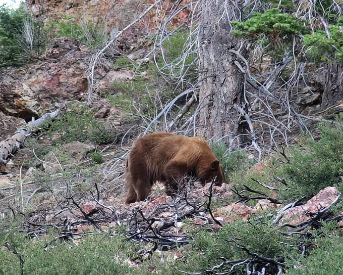 Nature's reminder that you're in their territory now. This bear foraging in the wilderness keeps Markleeville residents humble and garbage cans secured.