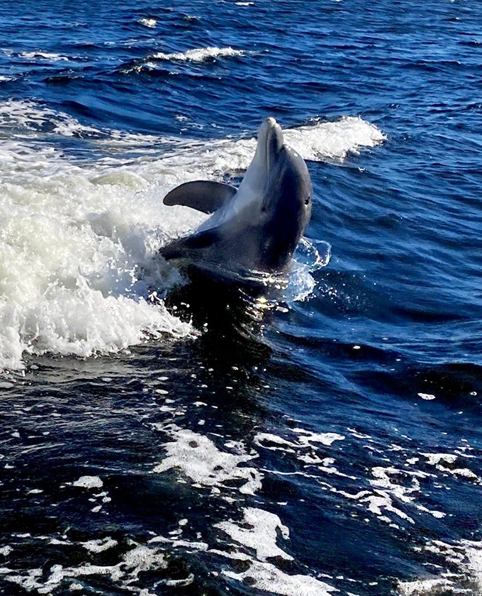 Nature's greatest showoff! A playful dolphin breaks the surface, reminding you why waterfront living here comes with daily moments of wonder.
