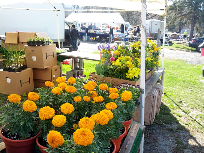 Spring arrives in vibrant bursts at the plant vendors' stalls. These marigolds aren't just flowers&mdash;they're little pots of sunshine waiting to brighten someone's garden.
