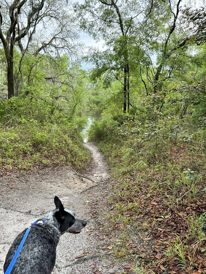 Four-legged explorers appreciate the park's trails too! This pup seems to know exactly where the best views await.