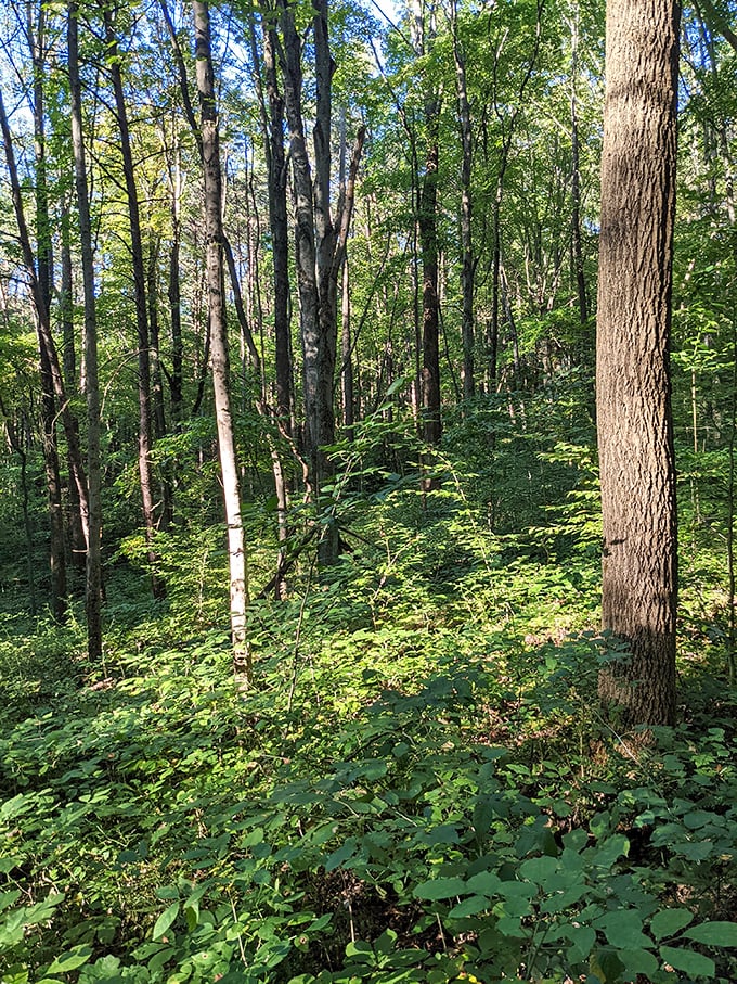 Sunlight filters through a cathedral of trees, creating nature's stained glass. The forest floor's lush undergrowth looks like it's waiting for woodland fairies to emerge at any moment.