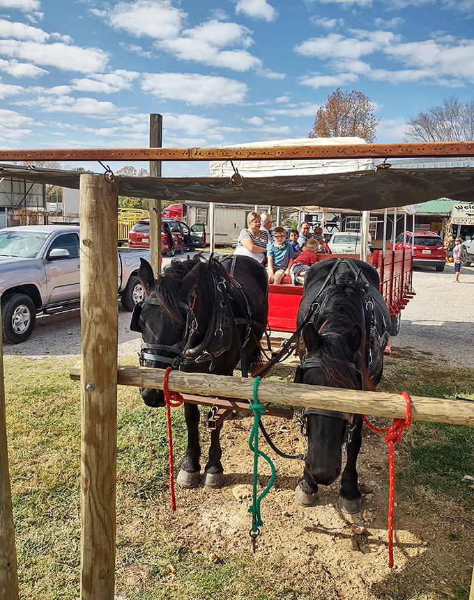 These gentle giants know the secret to happiness: take life one clip-clop at a time.