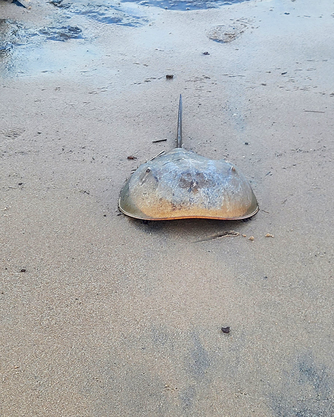 Nature's ancient mariner takes a shoreline stroll. These living fossils have been perfecting their beach routine for 450 million years!