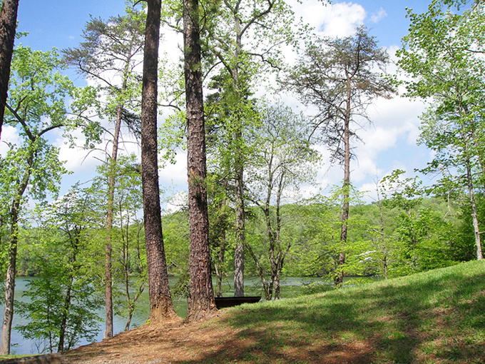 Towering trees stand sentinel along the lakeshore, their reflections dancing on the water like they're auditioning for "Nature's Got Talent."